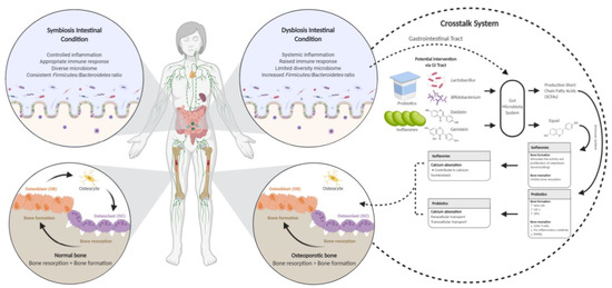 Probiotics and Isoflavones as a Promising Therapeutic for Calcium ...