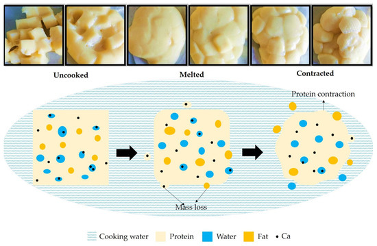 Foods | Special Issue : Processing Foods to Design Structures for ...