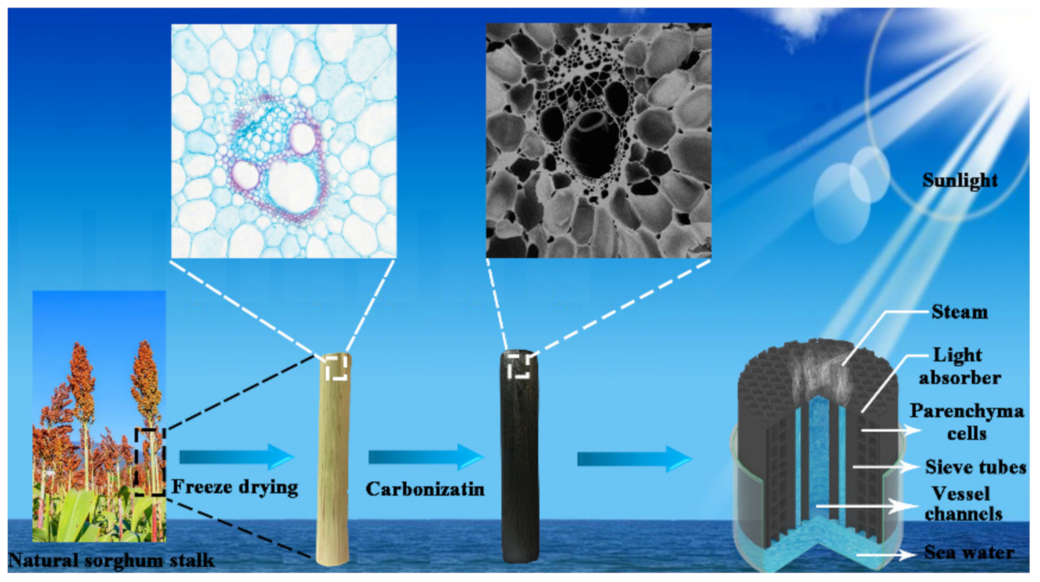 Efficient Solar-Driven Water Purification Based on Biochar with Multi ...