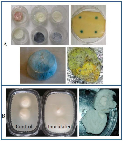 Recent Advances in the Mechanisms and Regulation of QS in Dairy Spoilage by Pseudomonas spp