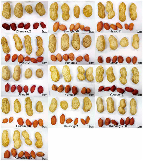 A Comparison of Lipid Contents in Different Types of Peanut Cultivars ...