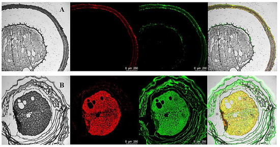 The Layered Encapsulation of Vitamin B2 and β-Carotene in Multilayer ...