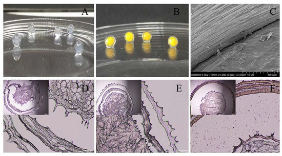 The Layered Encapsulation of Vitamin B2 and β-Carotene in Multilayer ...