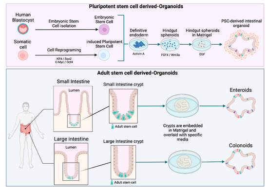 Intestinal Organoids: New Tools to Comprehend the Virulence of ...