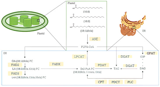 Punicic Acid and Its Role in the Prevention of Neurological Disorders ...