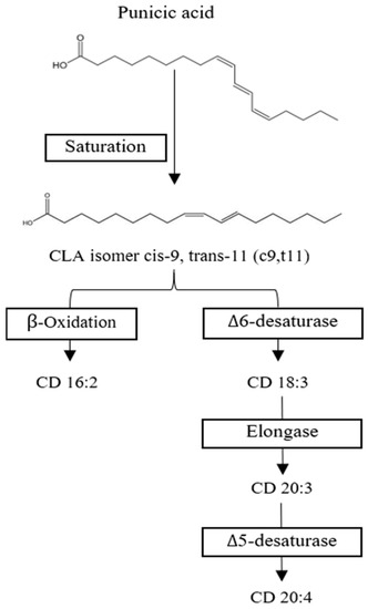 Punicic Acid and Its Role in the Prevention of Neurological Disorders ...