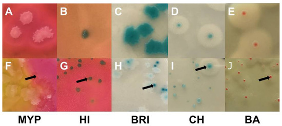 Performance Testing of Bacillus cereus Chromogenic Agar Media for ...