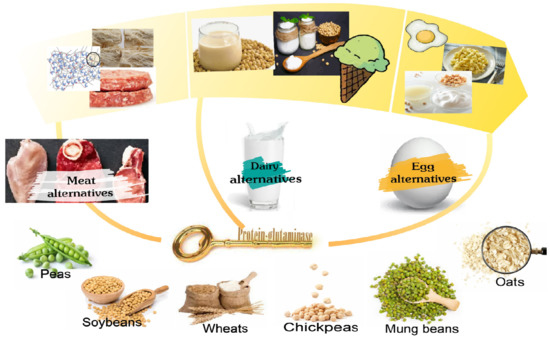 Application Prospect of Protein-Glutaminase in the Development of Plant ...