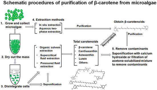 The Extraction of β-Carotene from Microalgae for Testing Their Health ...