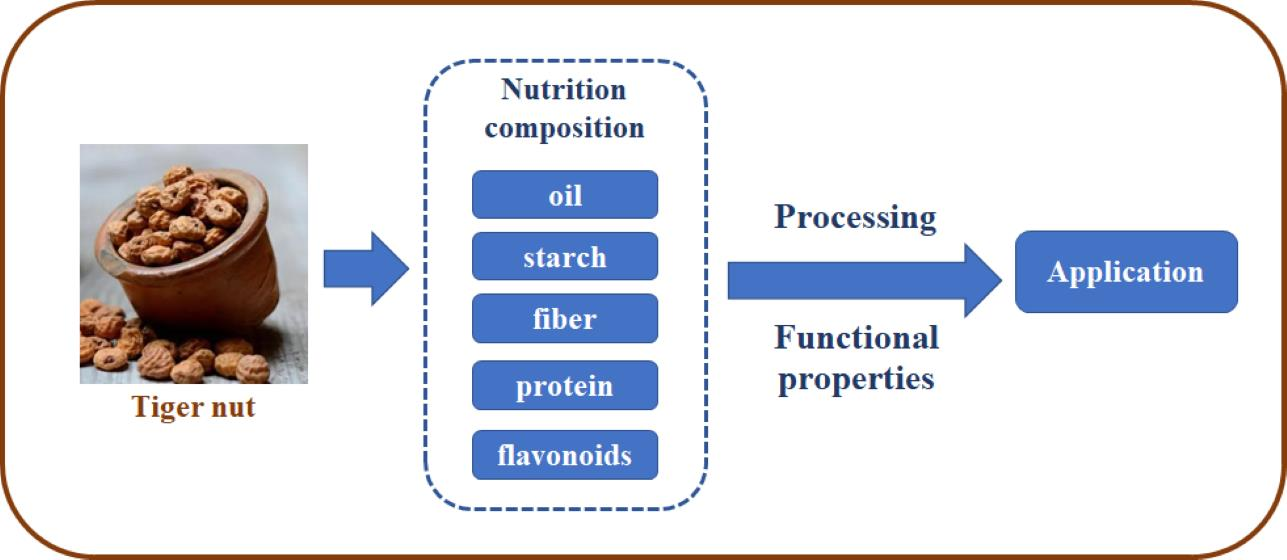 Foods | Free Full-Text | Tiger Nut (Cyperus esculentus L.): Nutrition, Processing, Function and ...