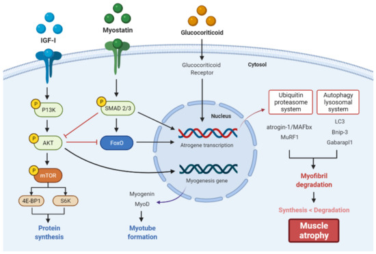 Nutrients against Glucocorticoid-Induced Muscle Atrophy