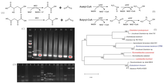 Study on the Effect of Key Genes ME2 and adhE during Luzhou-Flavor ...