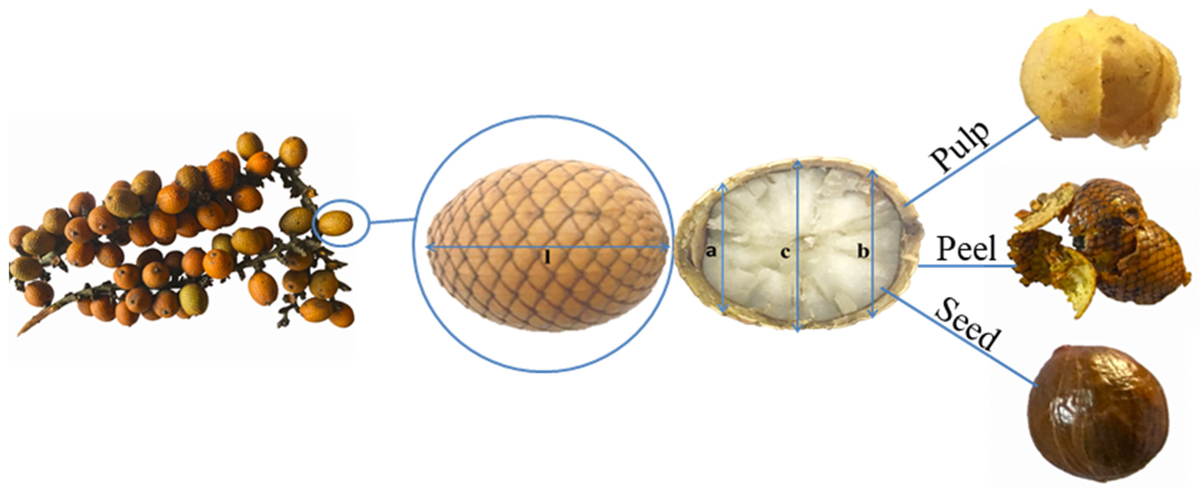 Characterization of Buritirana (Mauritiella armata) Fruits from the ...