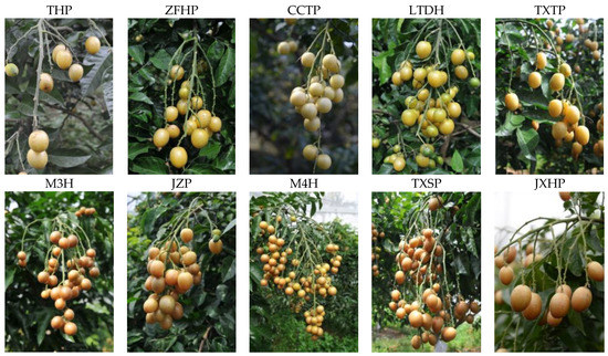 Comparative Analysis of Phytochemical Profiles and Antioxidant ...