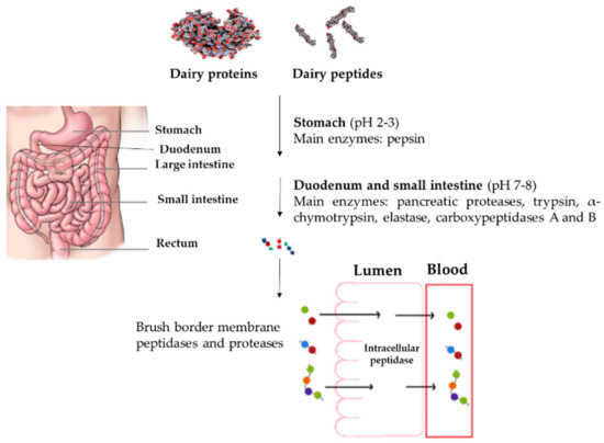 Cardioprotective Peptides from Milk Processing and Dairy Products: From ...