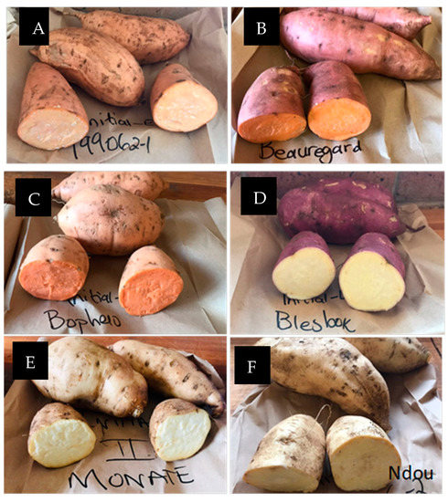 Comparison of Caffeoylquinic Acids and Functional Properties of ...