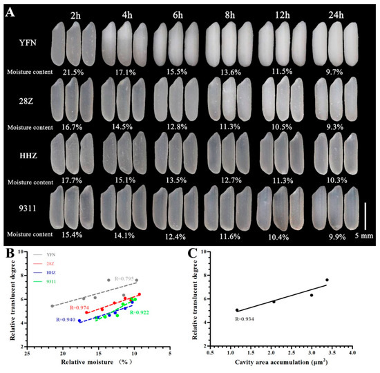 The Underlying Physicochemical Properties and Starch Structures of ...