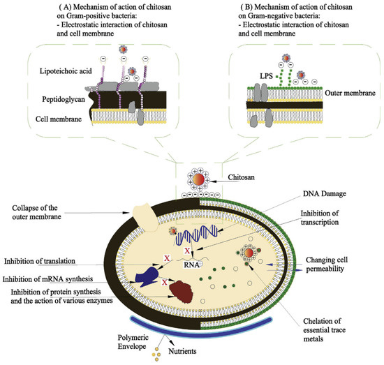 Chitosan-Based Materials: An Overview of Potential Applications in Food ...