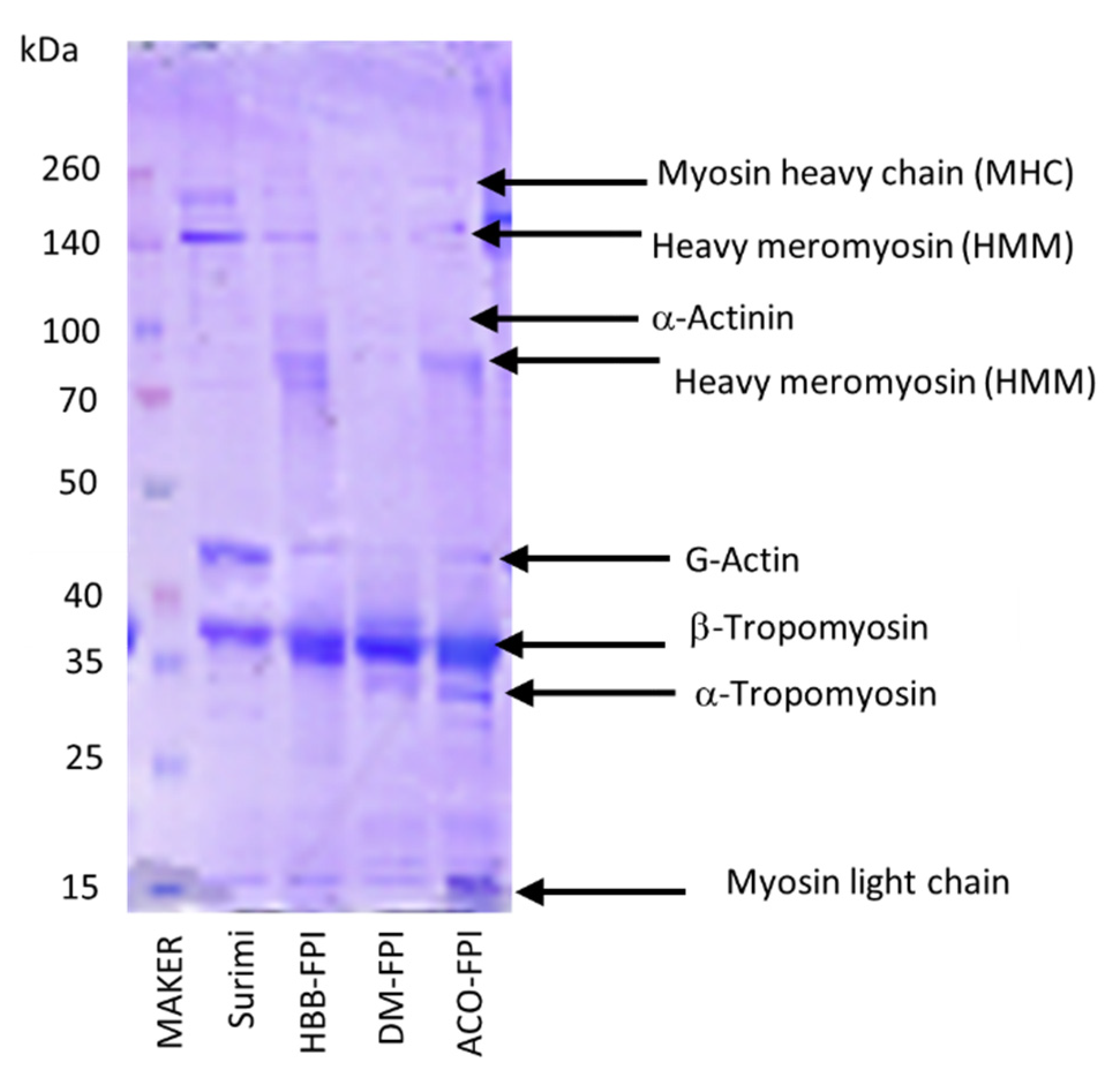 Protein Recovery of Tra Catfish (Pangasius hypophthalmus) Protein-Rich ...