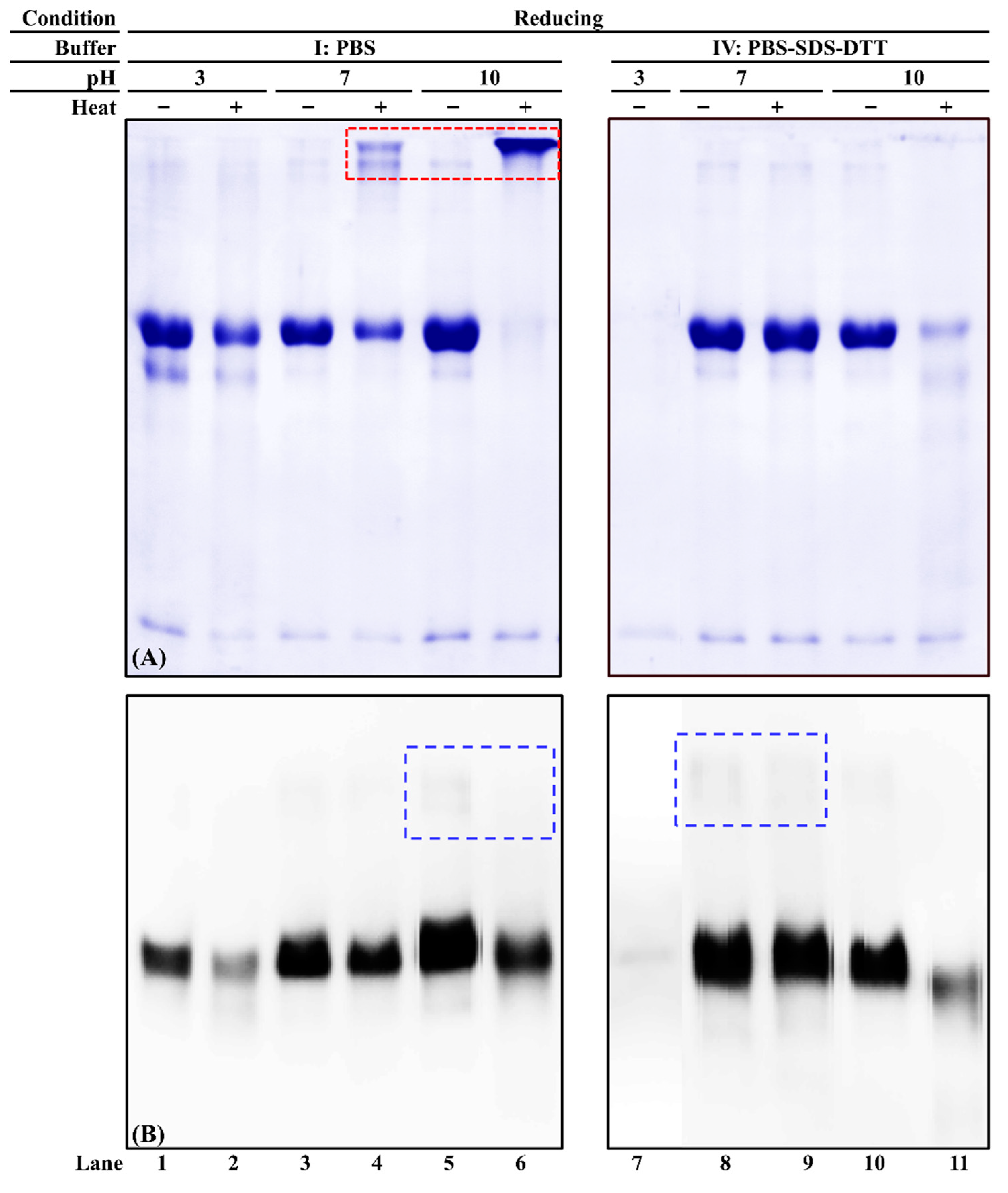 Isolation and Characterization of Chicken Serum Albumin (Hen Egg Alpha ...