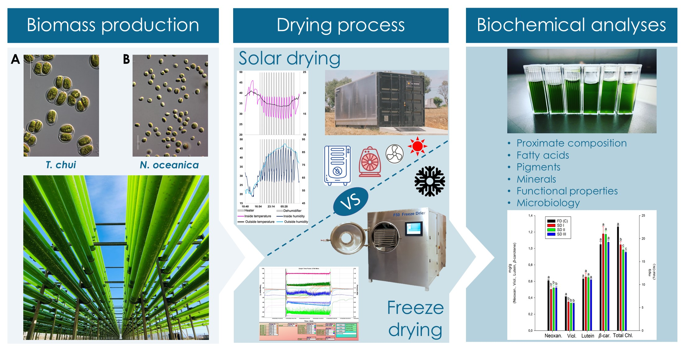 Foods | Free Full-Text | Drying Microalgae Using an Industrial Solar ...
