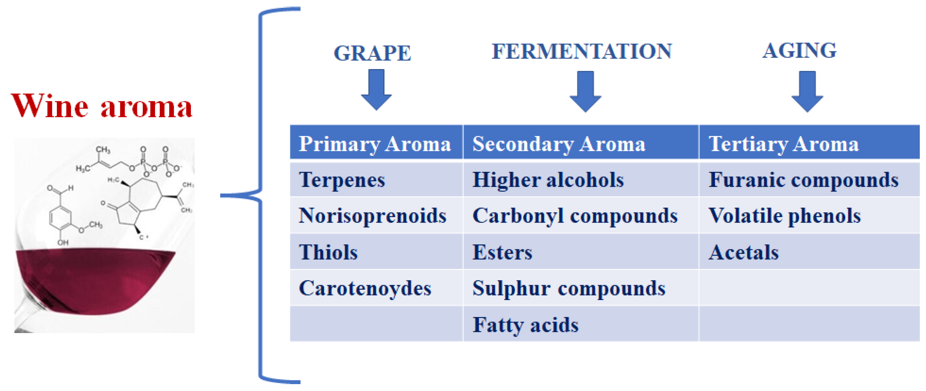 Wine Fermentation Process