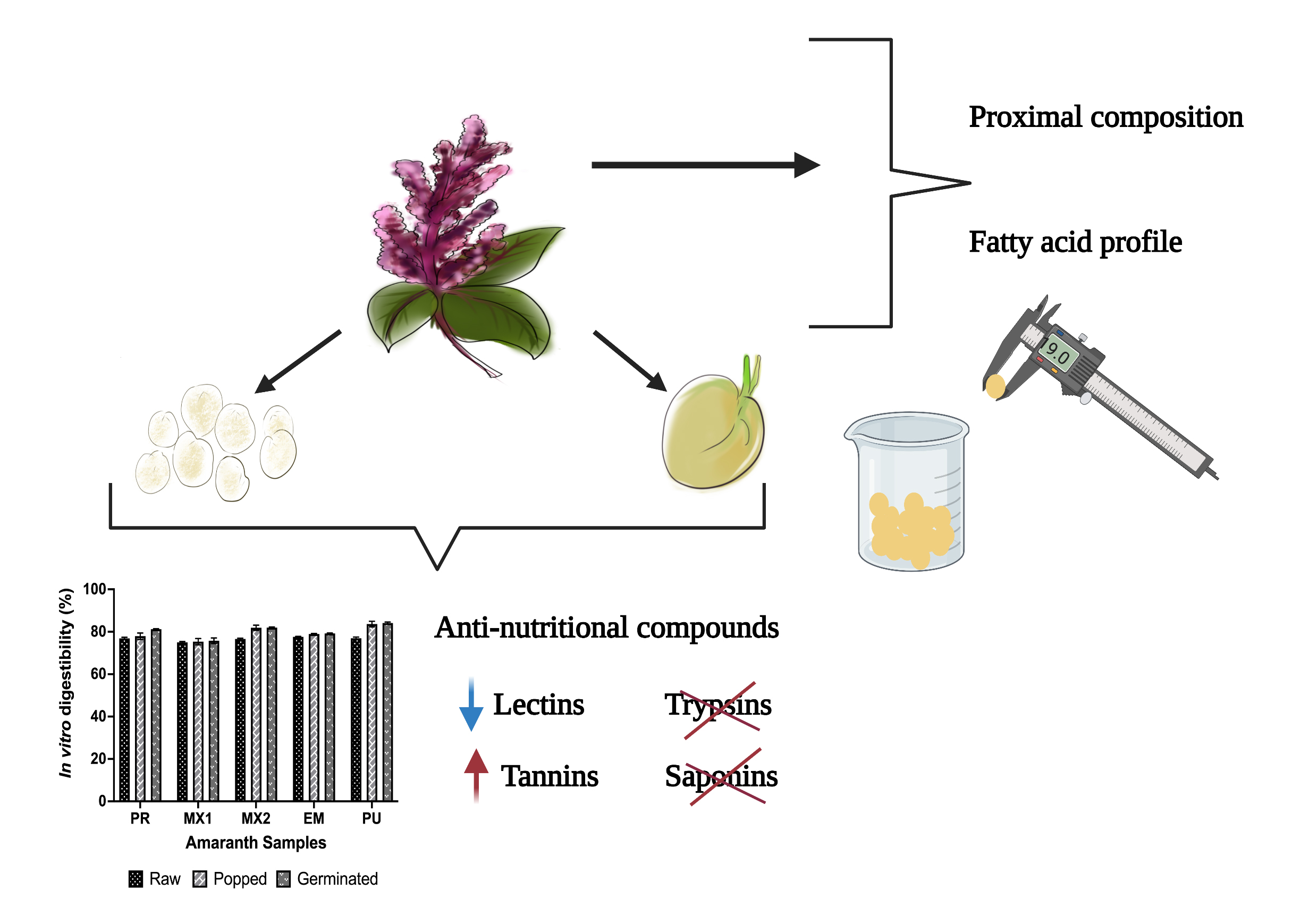 Foods | Free Full-Text | Effects of Germination and Popping on the Anti ...