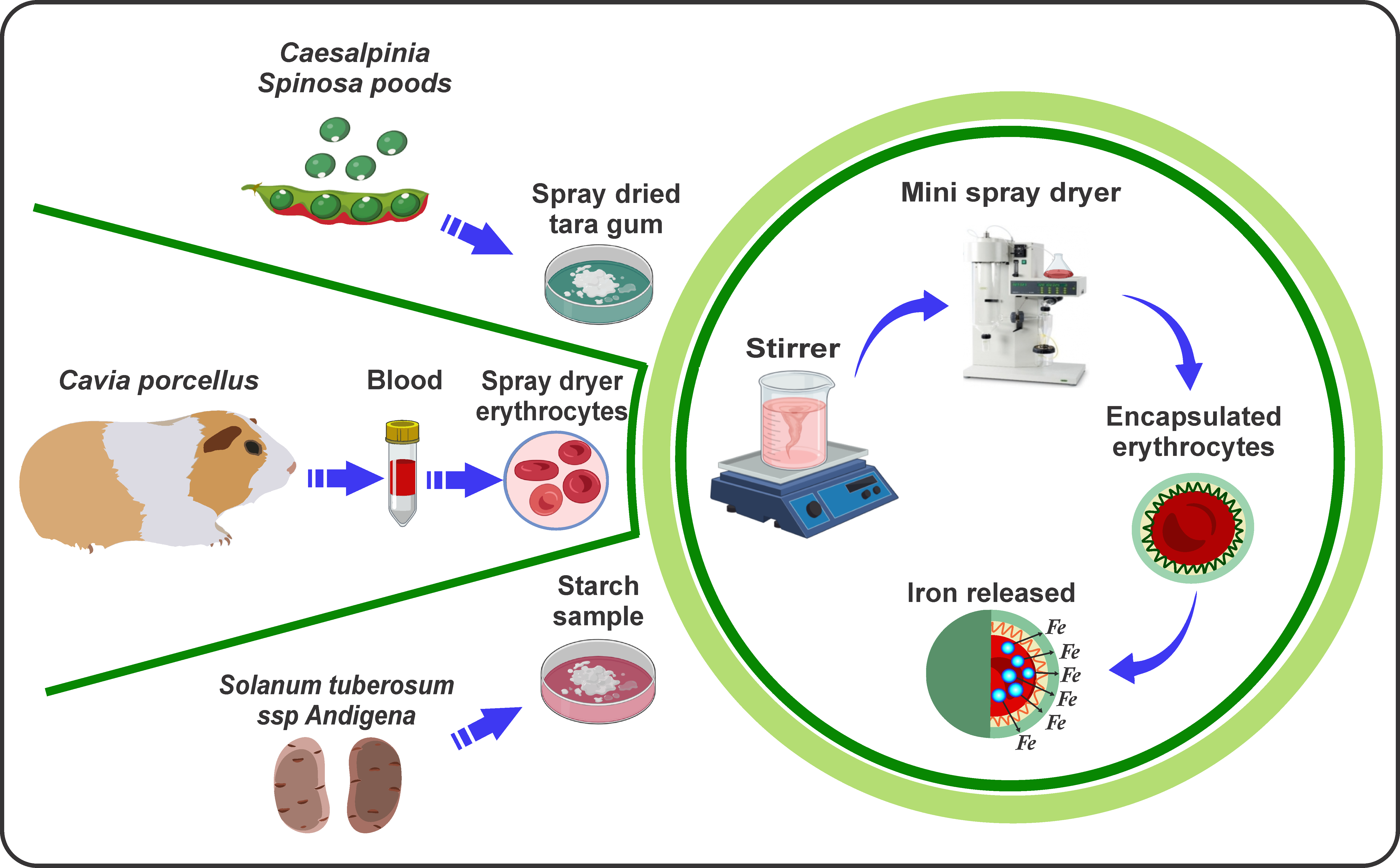 Foods | Free Full-Text | Microencapsulation of Erythrocytes Extracted ...