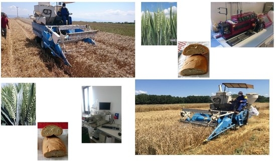 Foods | Special Issue : Advances in the Quality of the Food Supply ...