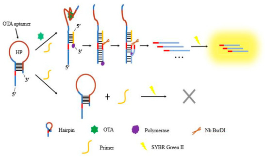 A Novel Fluorescent Aptasensor Based on Real-Time Fluorescence and ...