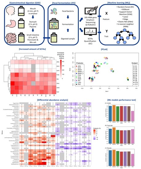 Foods | Free Full-Text | Evaluation of Prebiotics through an In Vitro ...