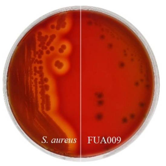 Lactococcus garvieae FUA009, a Novel Intestinal Bacterium Capable of ...