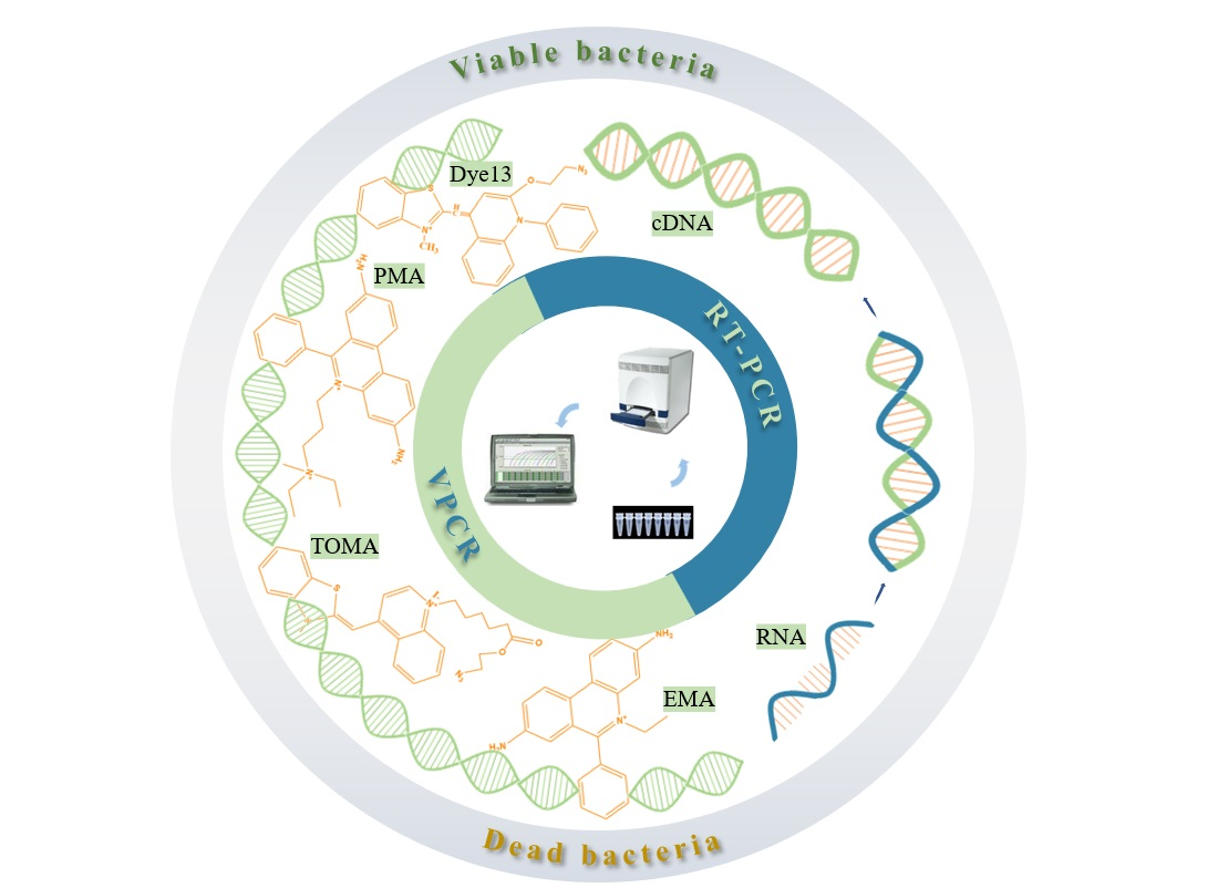 Foods | Free Full-Text | PCR Mediated Nucleic Acid Molecular ...