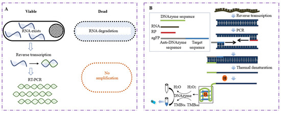 PCR Mediated Nucleic Acid Molecular Recognition Technology for ...