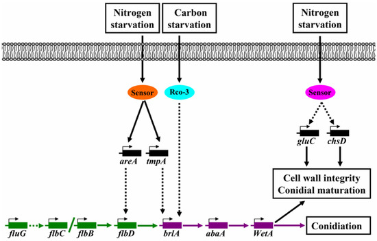 Comparative Transcriptomic Analyses Reveal the Regulatory Mechanism of Nutrient Limitation ...