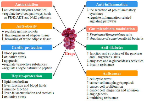 Bioactive Compounds, Health Benefits and Food Applications of Grape