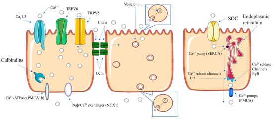 The Formation, Structural Characteristics, Absorption Pathways and ...