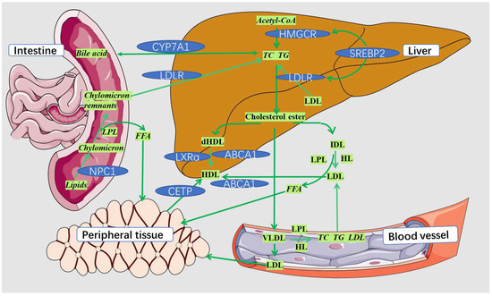 Synergistic Hypolipidemic Effects and Mechanisms of Phytochemicals: A ...