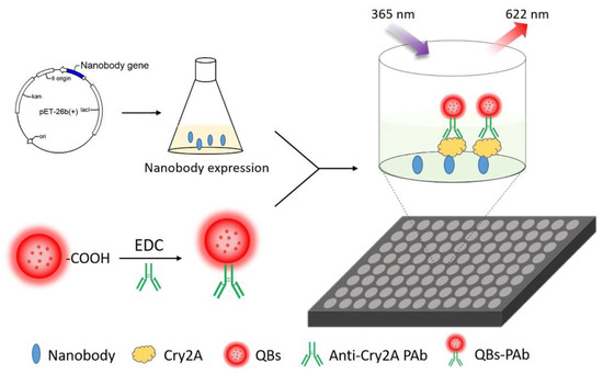 Quantum-Dot-Bead-Based Fluorescence-Linked Immunosorbent Assay for ...