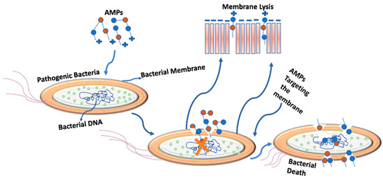 Detecting the Mechanism of Action of Antimicrobial Peptides by Using Microscopic Detection ...