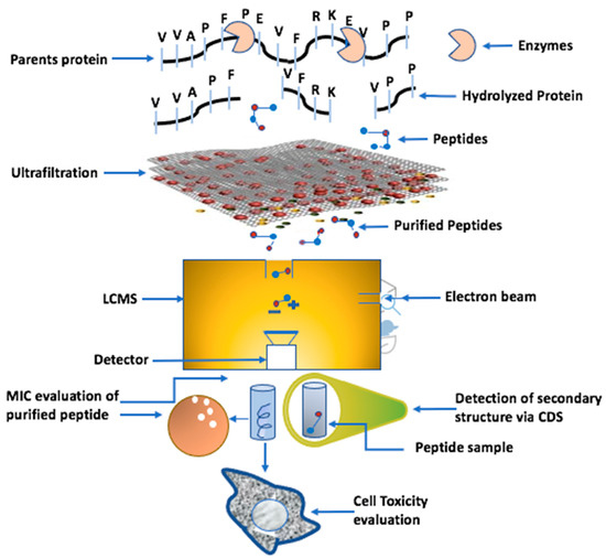 Detecting the Mechanism of Action of Antimicrobial Peptides by Using Microscopic Detection ...