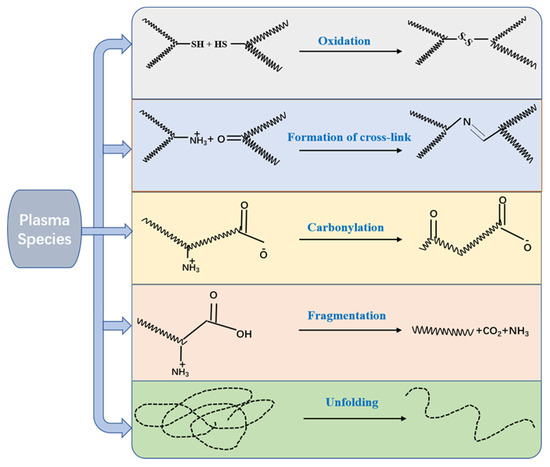 Impacts of Cold Plasma Technology on Sensory, Nutritional and Safety ...