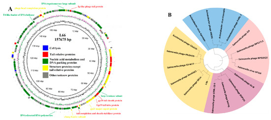 Properties of a Novel Salmonella Phage L66 and Its Application Based on ...