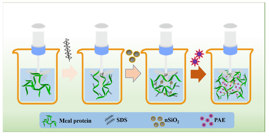 Preparation and Characterization of Plant Protein Adhesives with Strong ...