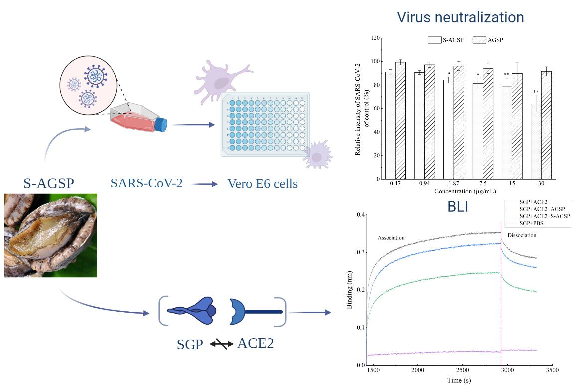 Foods | Free Full-Text | A Sulfated Abalone Polysaccharide Inhibited SARS-CoV-2 Infection of ...