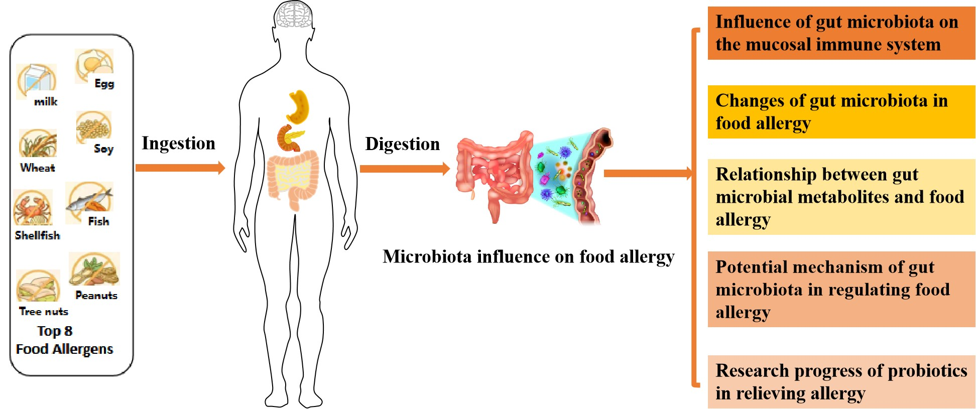 Foods | Free Full-Text | Research Progress on the Correlation between ...
