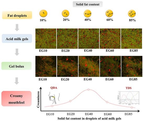 Foods | Free Full-Text | Effect of Solid Fat Content in Fat Droplets on ...
