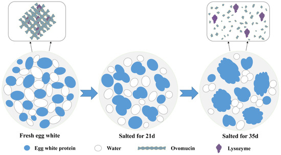 The Quality Characteristics Formation and Control of Salted Eggs: A Review