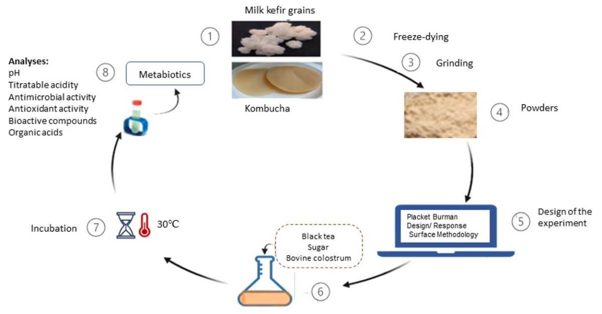 Foods | Free Full-Text | Tailoring the Optimized Fermentation ...