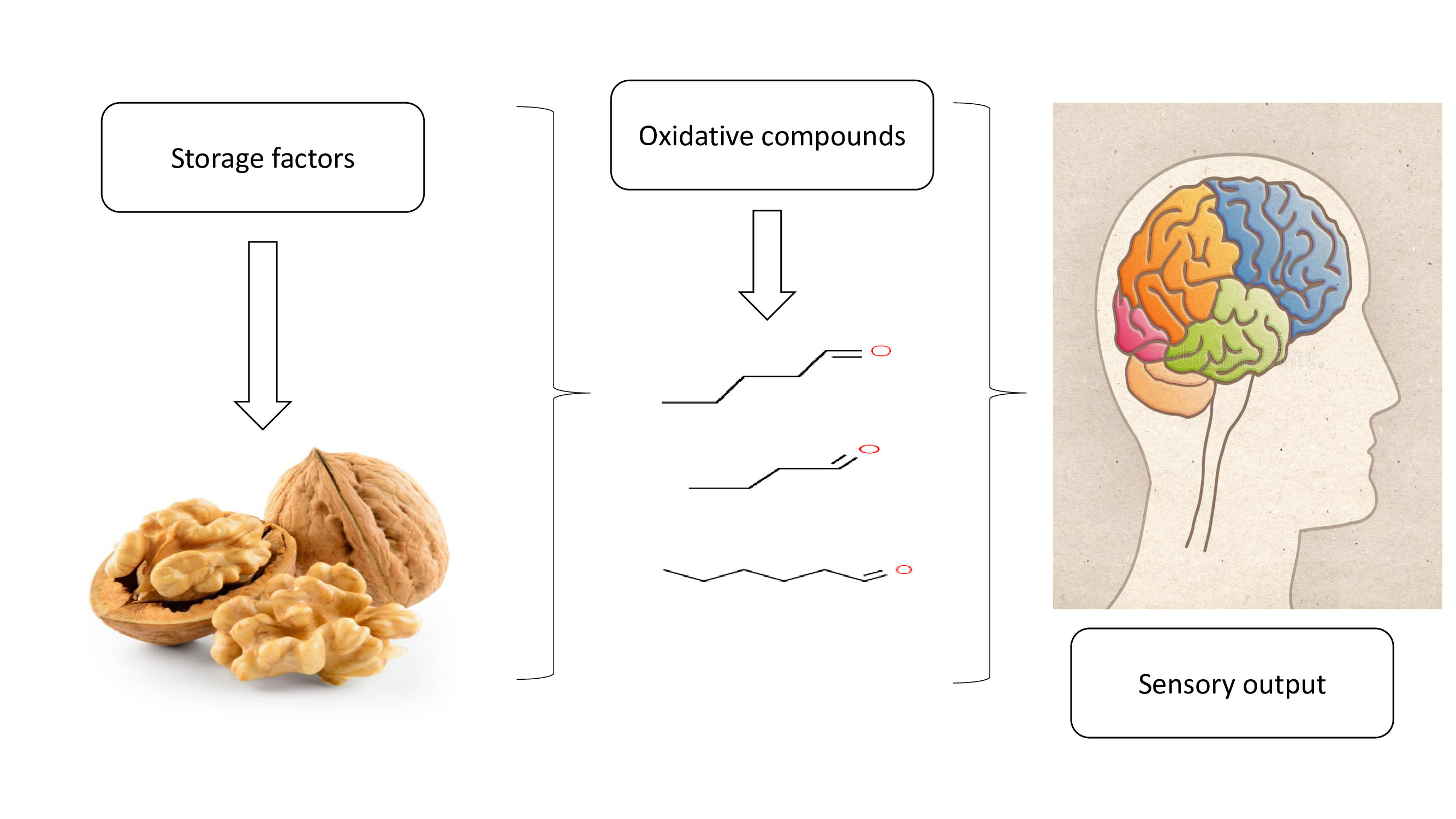 Foods | Free Full-Text | Oxidative Stability of Walnut Kernel and Oil ...